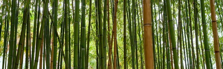 Bamboo - Boo